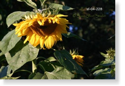 Sunflower - Reference Photos for Artists from Susie Short Studio